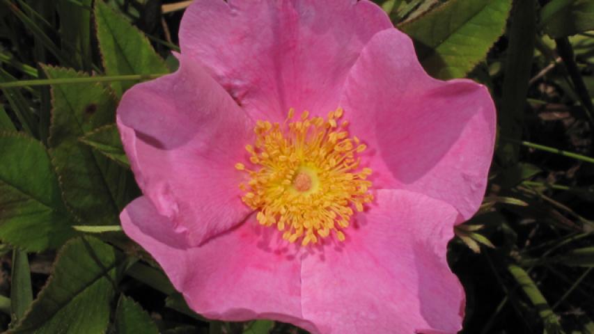 Swamp Rose | Plant Database