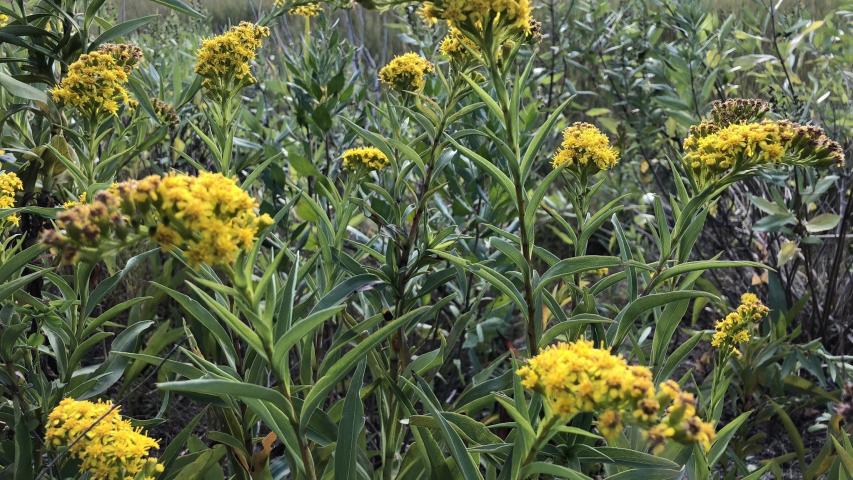 Seaside Goldenrod | Plant Database