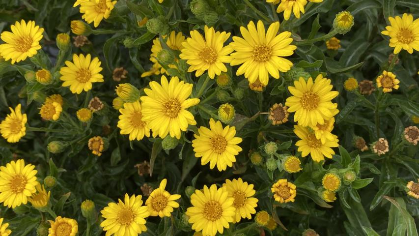 Maryland Goldenaster | Plant Database