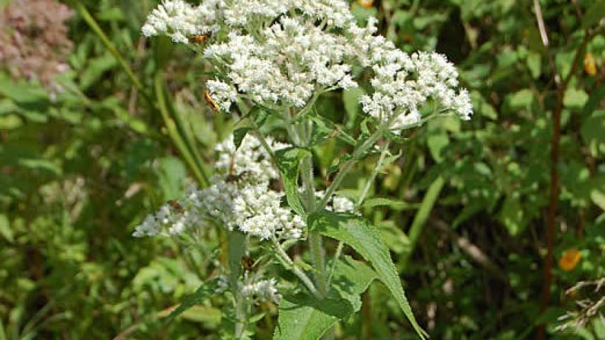 Boneset | Plant Database