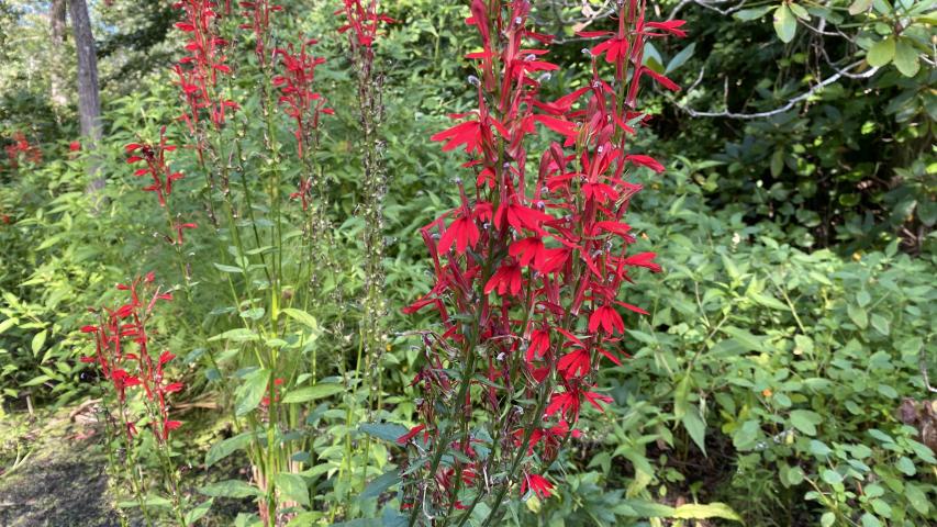 Cardinal Flower | Plant Database